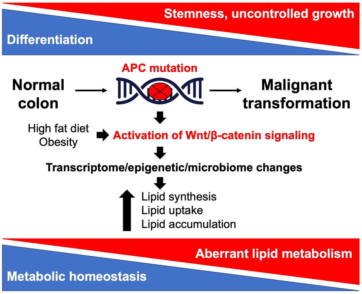 Frontiers | Altered lipid metabolism in APC-driven colorectal cancer ...