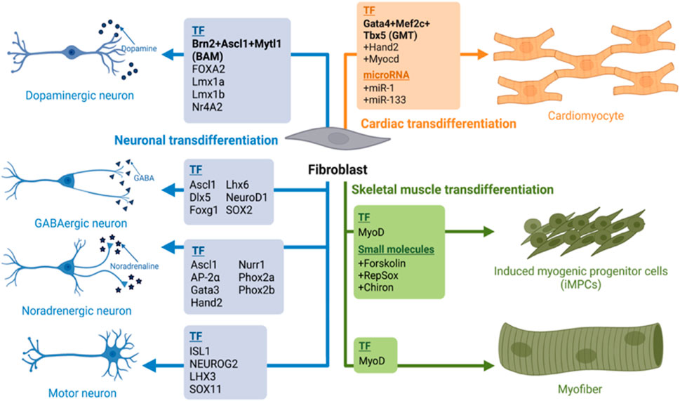 Frontiers | Next-generation direct reprogramming
