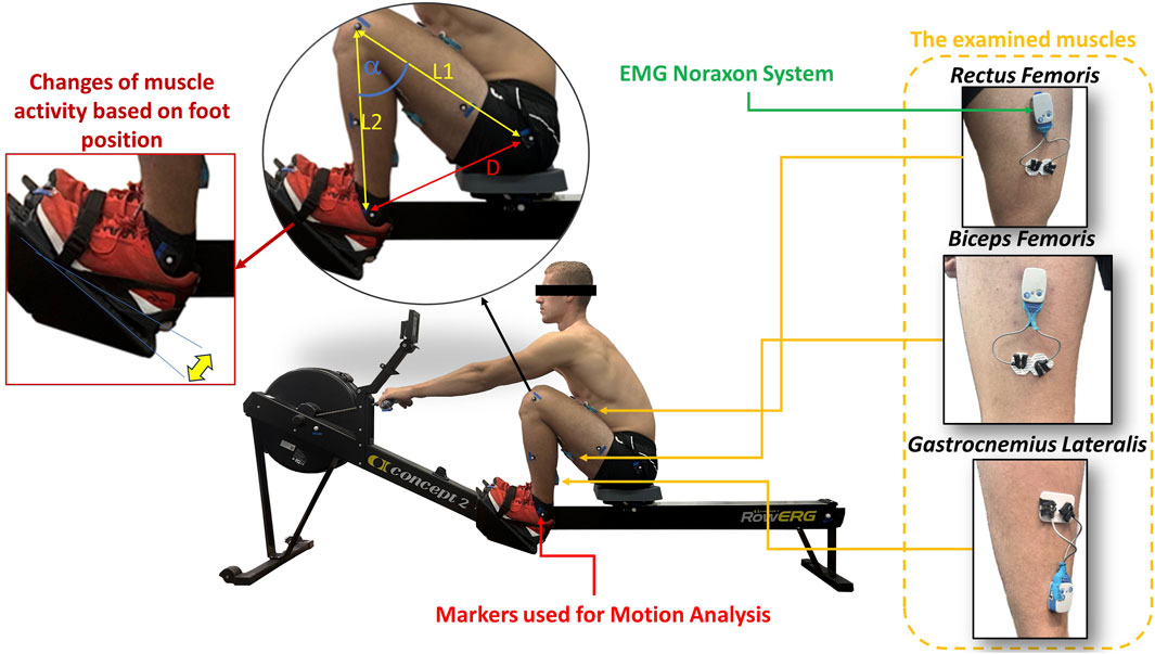 Frontiers | Quantitative assessment of muscle fatigue during rowing ...