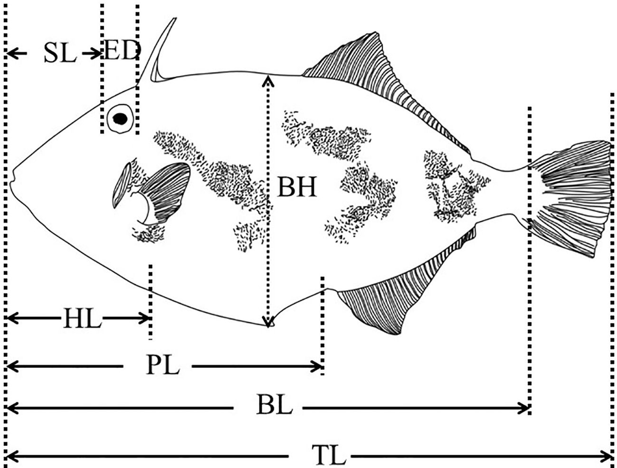 Frontiers | Changes in growth, morphology, and levels of digestive ...