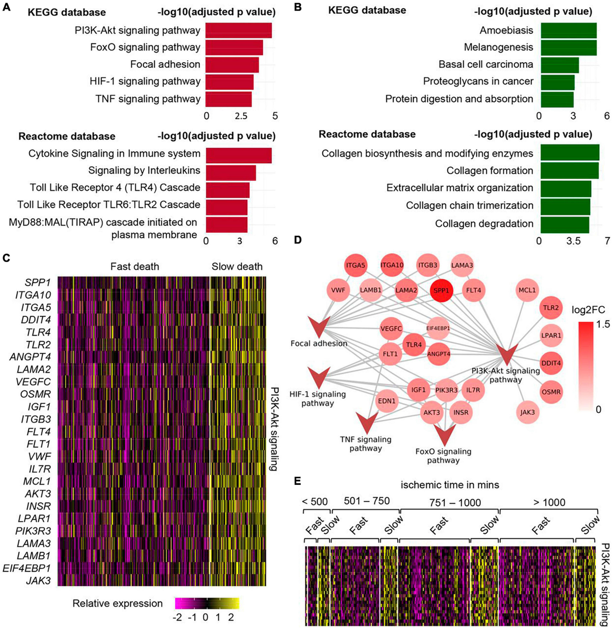 Frontiers | Complexity of human death: its physiological ...