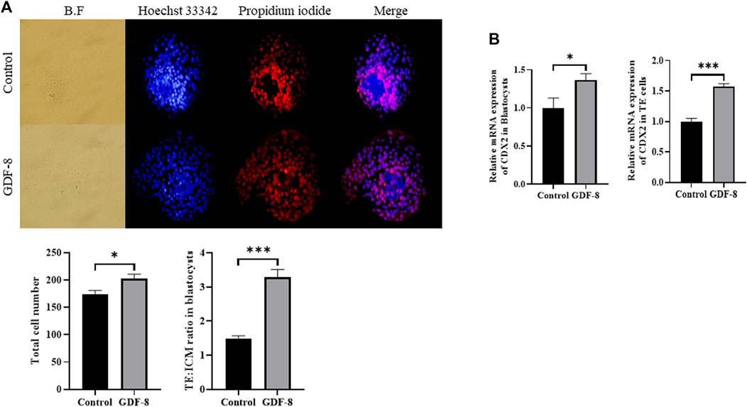 Frontiers | GDF-8 improves in vitro implantation and cryo-tolerance by ...