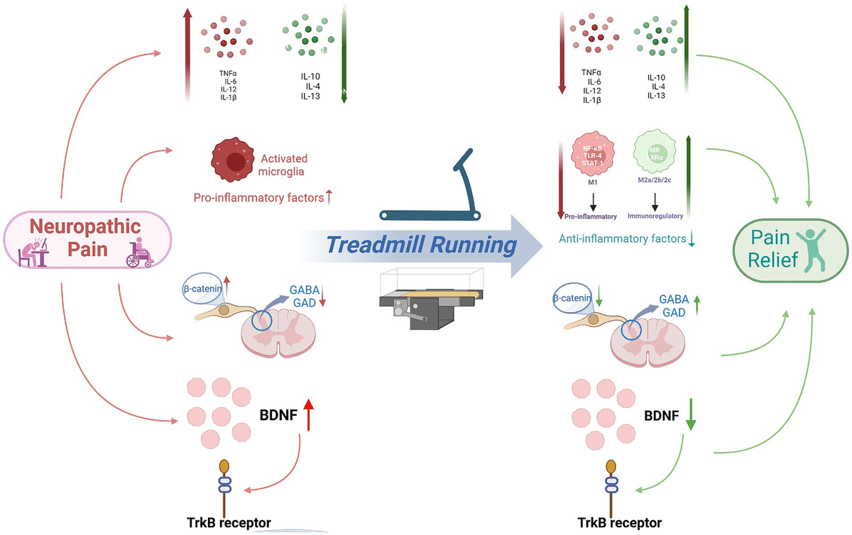 Frontiers | Treadmill running on neuropathic pain: via modulation of ...