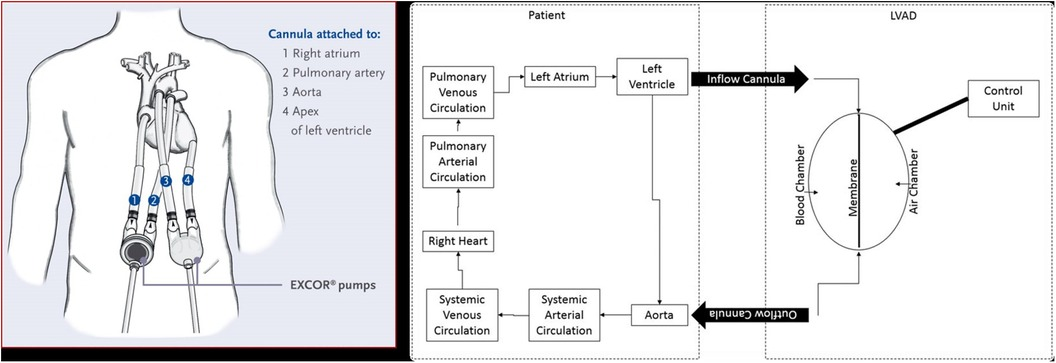Frontiers | Echocardiographic imaging and ventricular mechanics in ...
