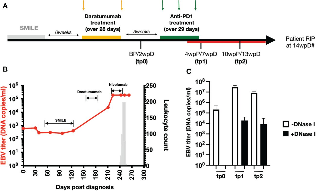 Frontiers | Counterproductive effects of anti-CD38 and checkpoint ...