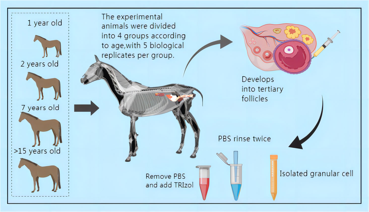 Frontiers | Differential age-related transcriptomic analysis of ovarian ...