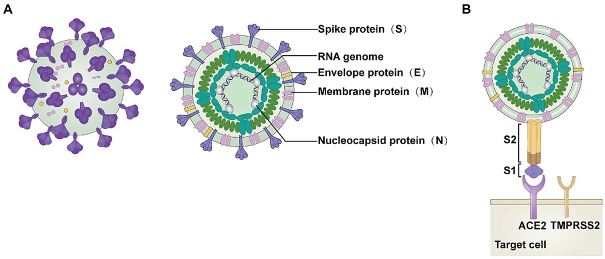 Frontiers | Recent advances in the exploration and discovery of SARS-CoV-2 inhibitory peptides ...