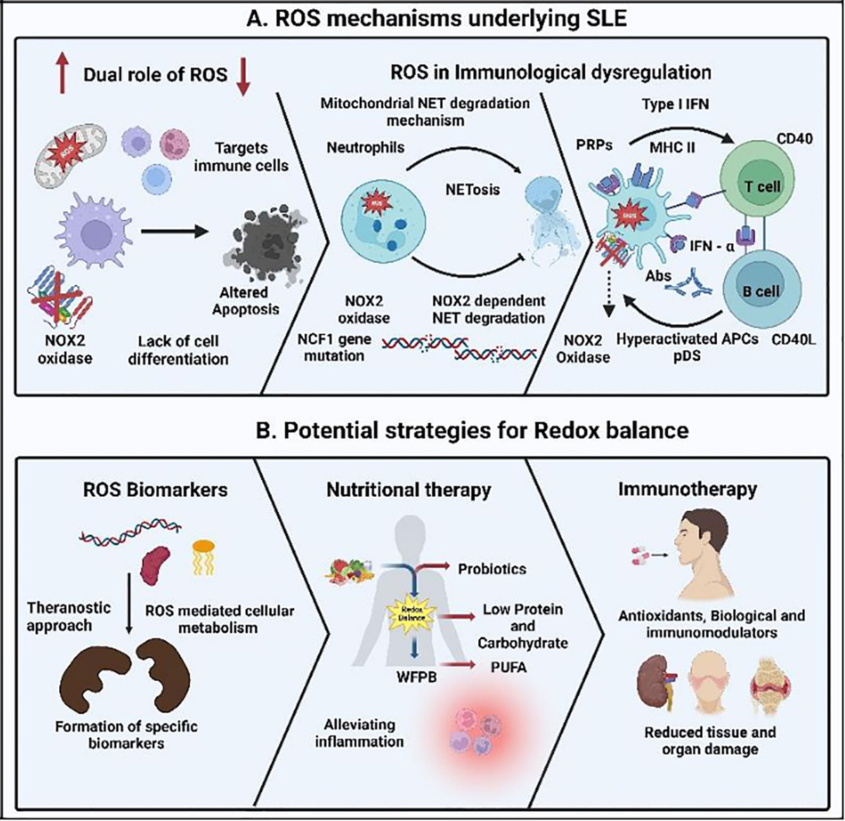 Frontiers | Exploring the ROS reduction strategies in chronic lupus ...