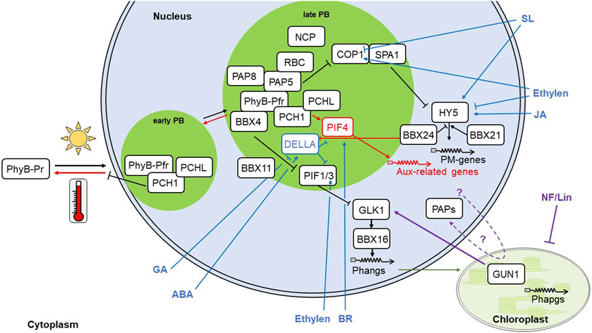 Frontiers | New horizons in light control of plant photomorphogenesis ...