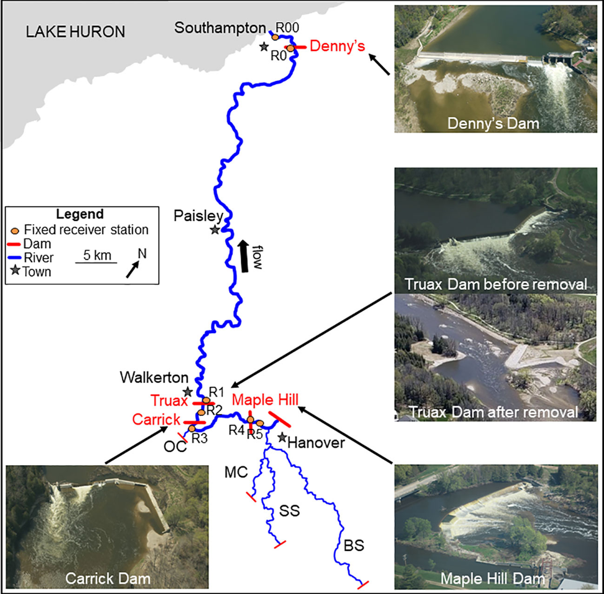 Frontiers | Adfluvial migration and passage of Steelhead before and ...