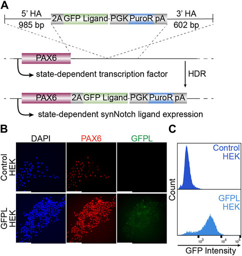 Frontiers | Use of CRISPRoff and synthetic Notch to modulate and relay ...