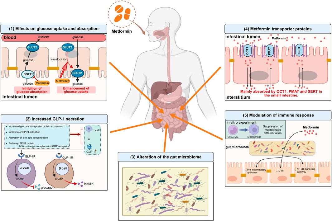 Frontiers | Understanding the action mechanisms of metformin in the ...