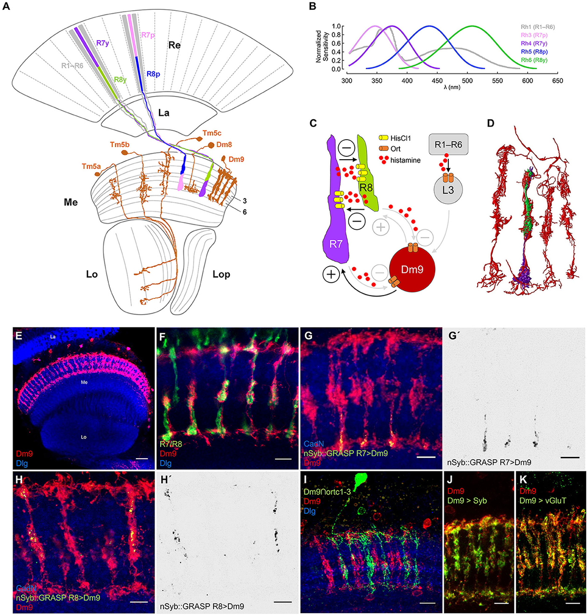 Frontiers | Horizontal-cell like Dm9 neurons in Drosophila modulate ...
