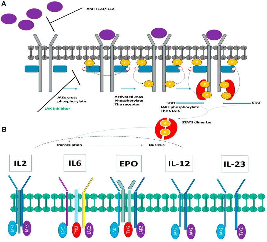 Frontiers | Revealing innovative JAK1 and JAK3 inhibitors: a ...