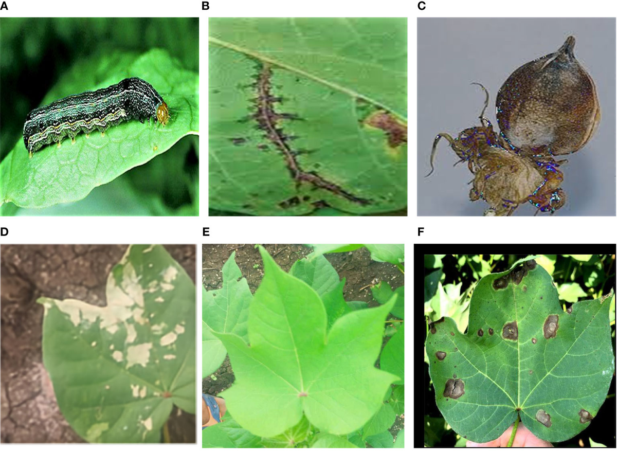 Frontiers | Identification of cotton pest and disease based on CFNet ...