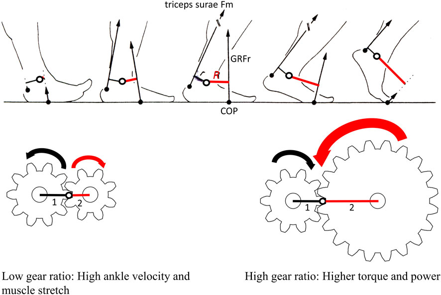 Frontiers | Variable gearing at the ankle during walking in adults and ...