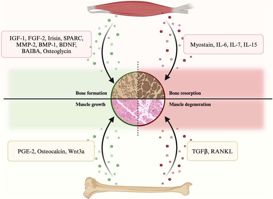 Frontiers | The reciprocity of skeletal muscle and bone: an evolving ...