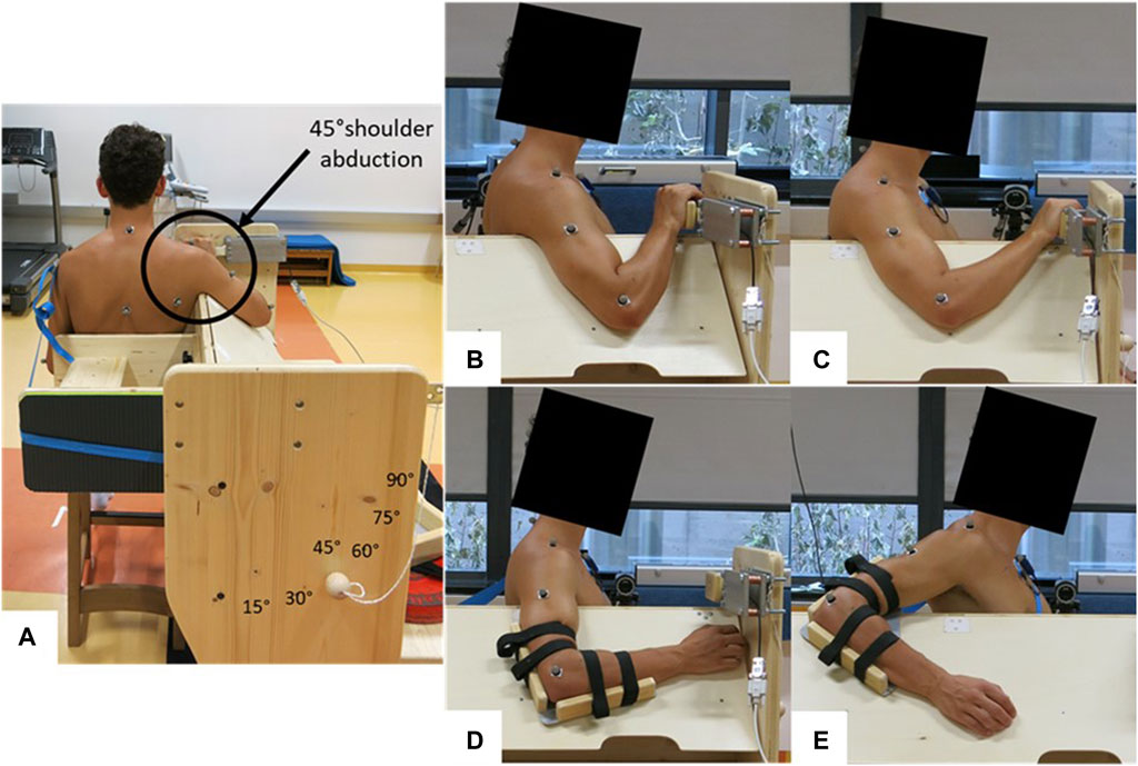 Frontiers | Relationship between pectoralis major stiffness and shoulder extension range of motion