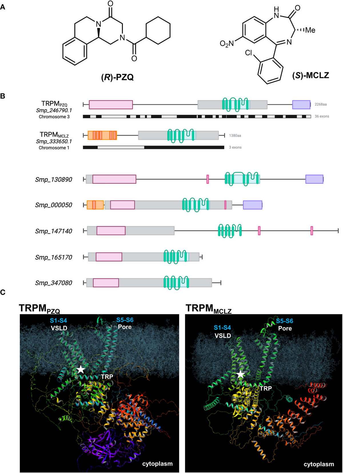 Frontiers | TRP drop, TRP drop: a steady patter of anti-schistosomal ...