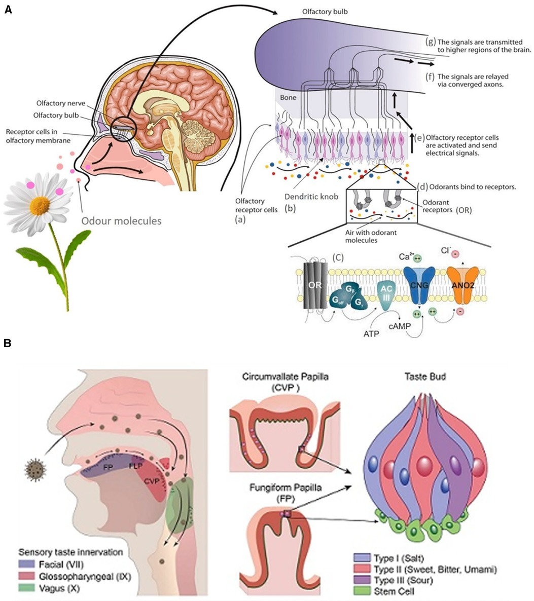 Frontiers | Evaluating palatability in young children: a mini-review of ...