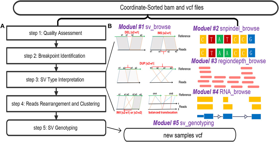 Frontiers | SVhawkeye: an ultra-fast software for user-friendly visualization of targeted ...
