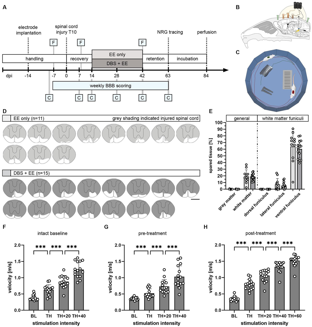 Frontiers | Electrical stimulation of the cuneiform nucleus enhances ...