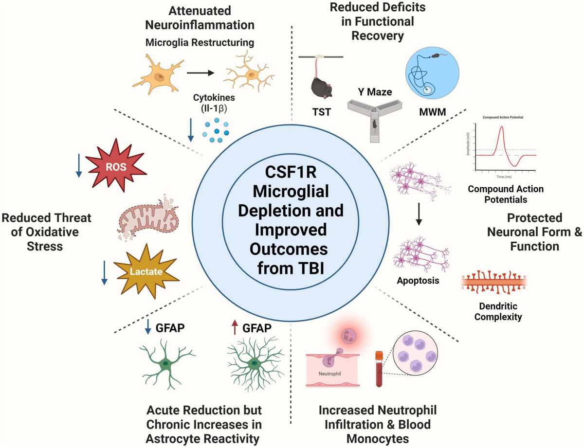 Frontiers | Deplete and repeat: microglial CSF1R inhibition and traumatic brain injury