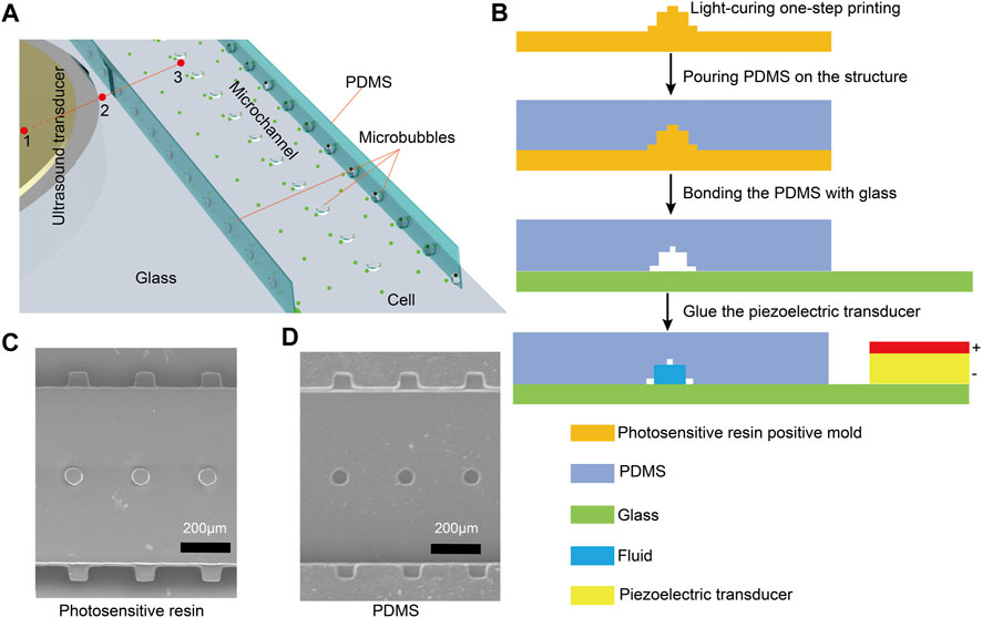 Frontiers | Three-dimensional array of microbubbles sonoporation of ...