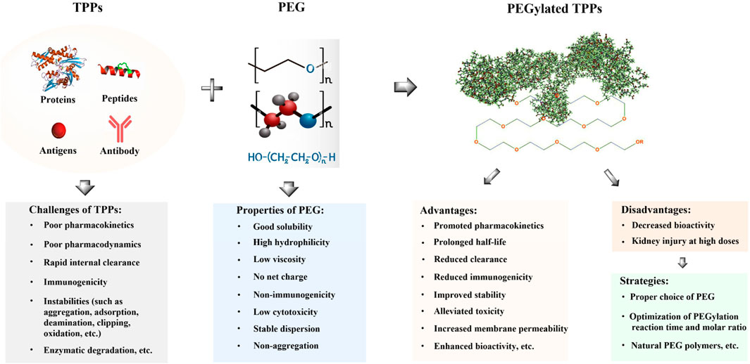 Frontiers | Research progress on the PEGylation of therapeutic proteins ...