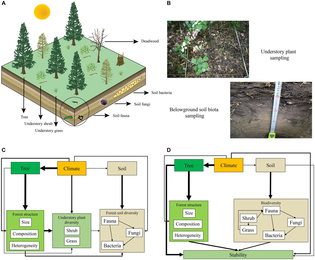 Frontiers | Stand structure is more important for forest productivity ...