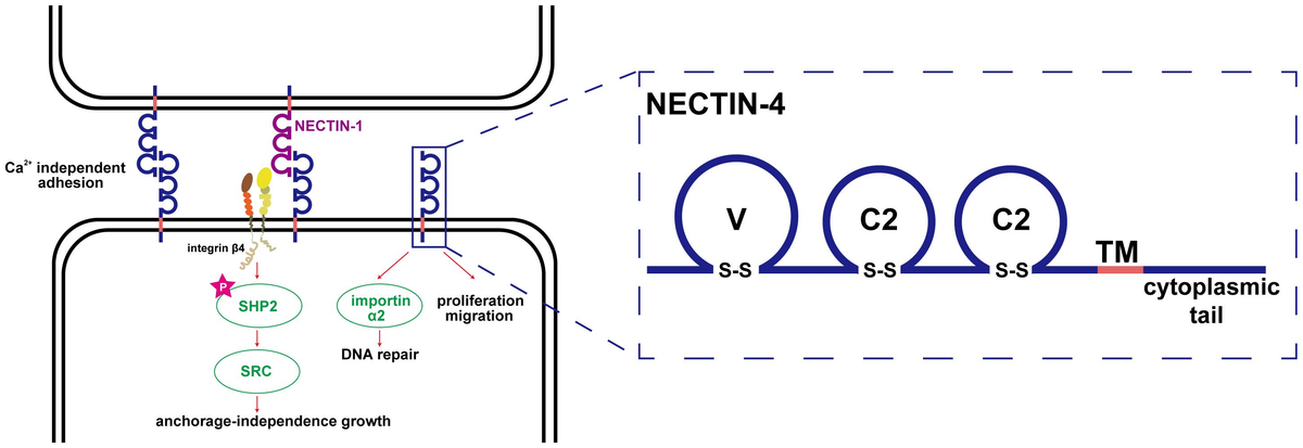 Frontiers | Therapeutic prospects of nectin-4 in cancer: applications ...