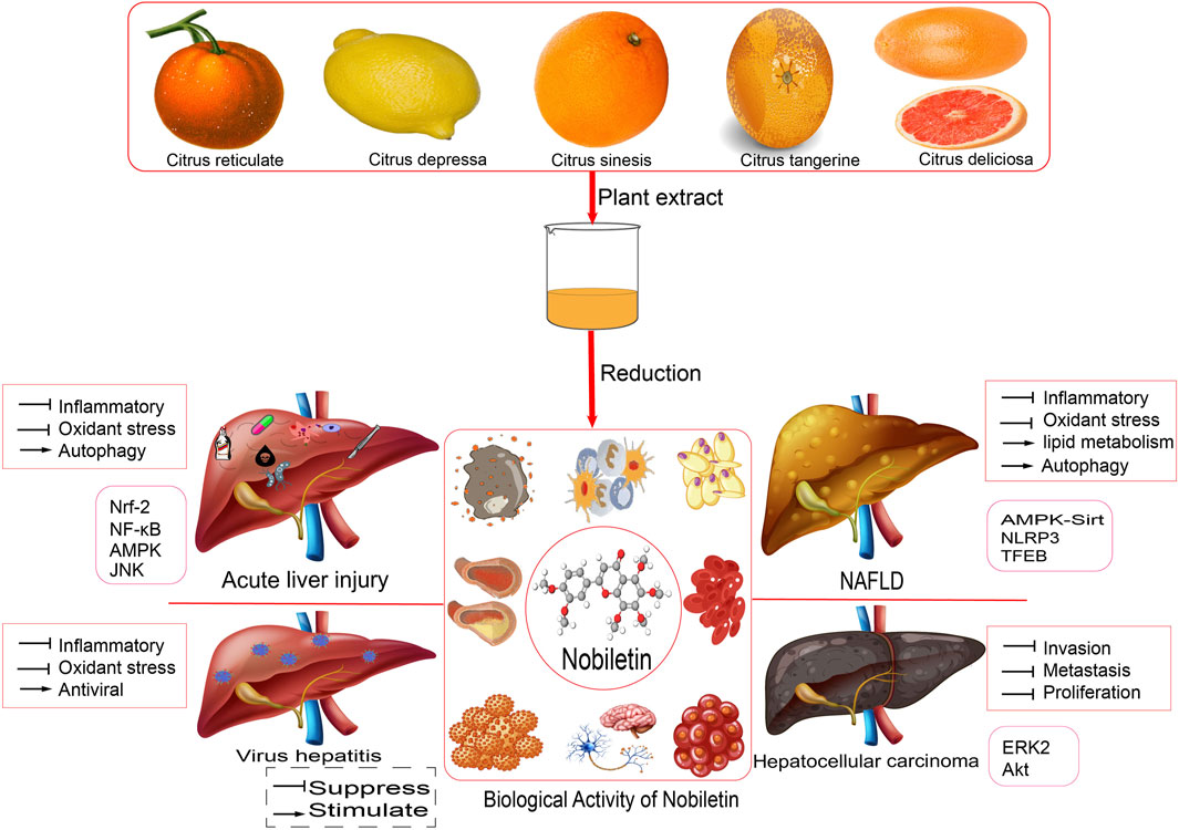 Frontiers | Nobiletin from citrus peel: a promising therapeutic agent for liver disease ...