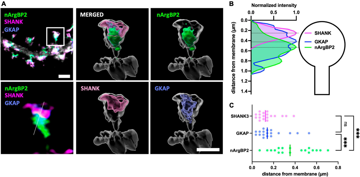 Frontiers | nArgBP2 together with GKAP and SHANK3 forms a dynamic ...