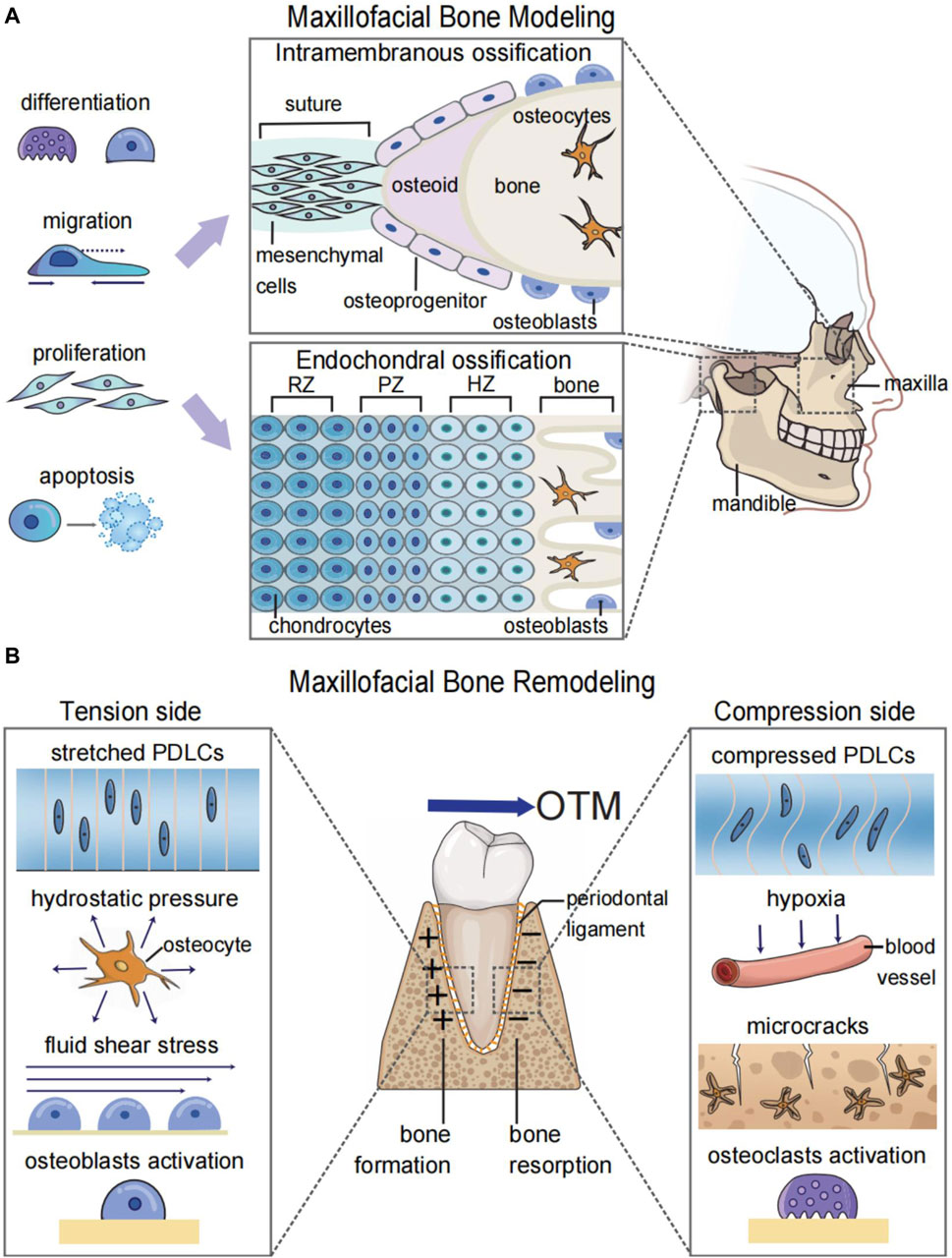 Frontiers | MicroRNAs in maxillofacial bone modeling and remodeling ...
