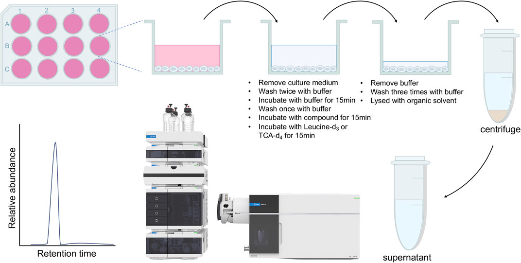 Frontiers | A rapid and simple non-radioactive assay for measuring ...