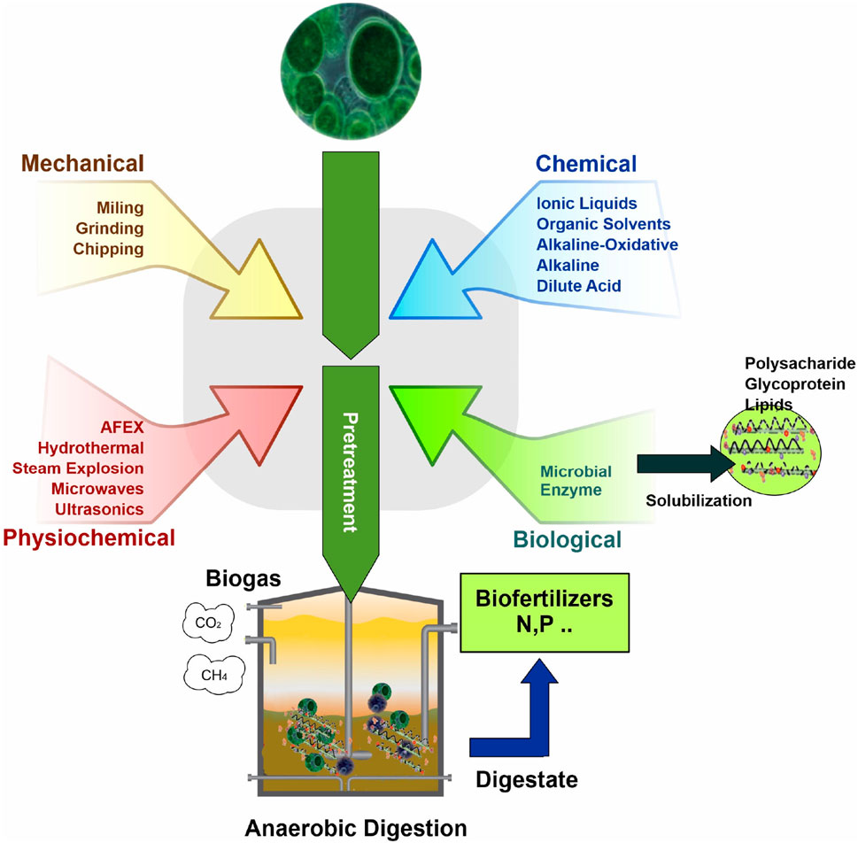 Frontiers | Insights into anaerobic digestion of microalgal biomass for enhanced energy recovery