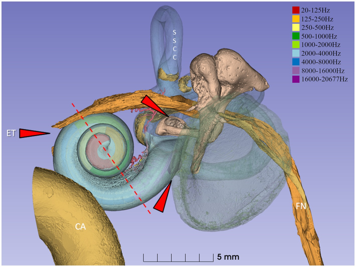 Frontiers | Immuno-surveillance and protection of the human cochlea