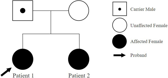 Frontiers | Case Report: Intellectual disability and borderline ...