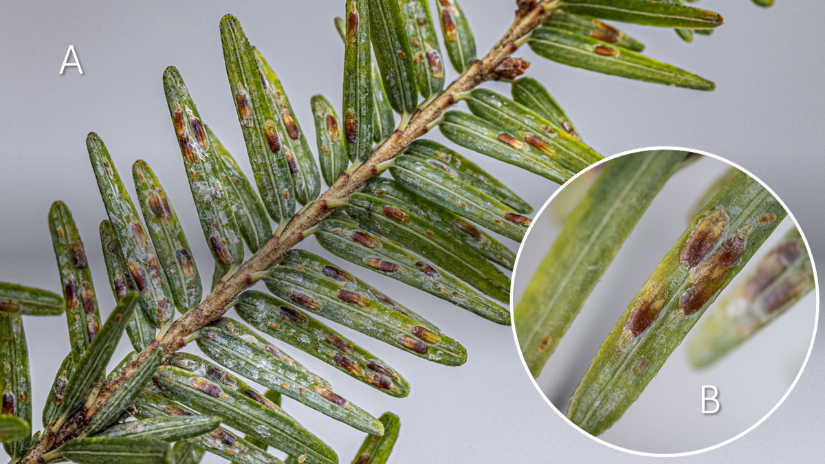 Frontiers | Hosts and impacts of elongate hemlock scale (Hemiptera ...