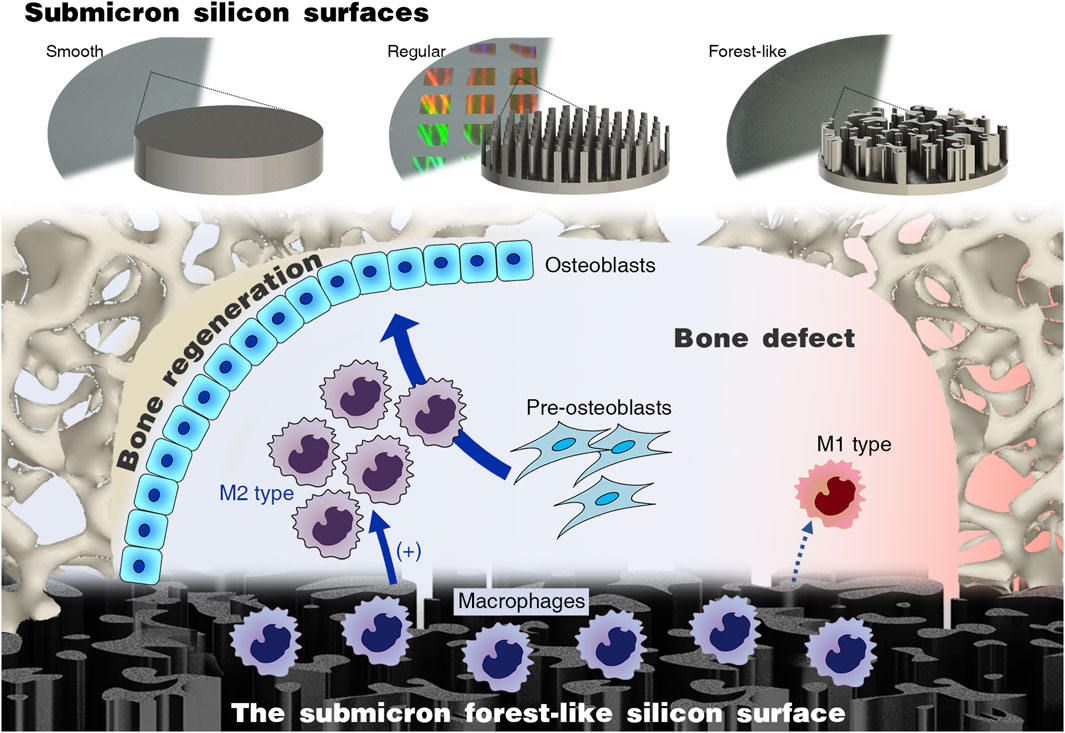 Frontiers | A submicron forest-like silicon surface promotes bone ...