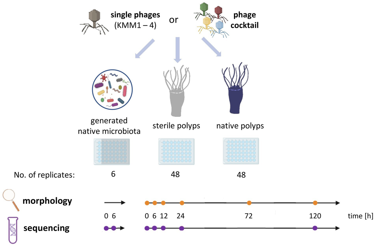 Frontiers | Marine bacteriophages disturb the associated microbiota of ...
