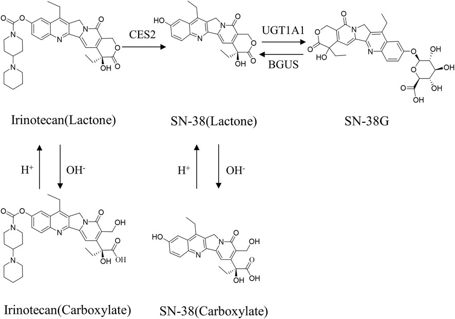 Frontiers | The effective combination therapies with irinotecan for colorectal cancer