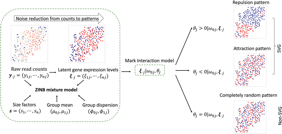 Frontiers Bayesian Hidden Mark Interaction Model For Detecting Spatially Variable Genes In