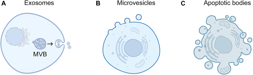 Frontiers | Harnessing microRNA-enriched extracellular vesicles for ...