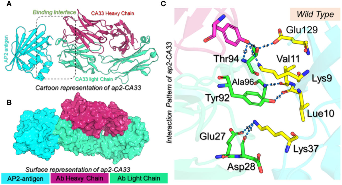 Frontiers | Structure-guided engineering and molecular simulations to ...