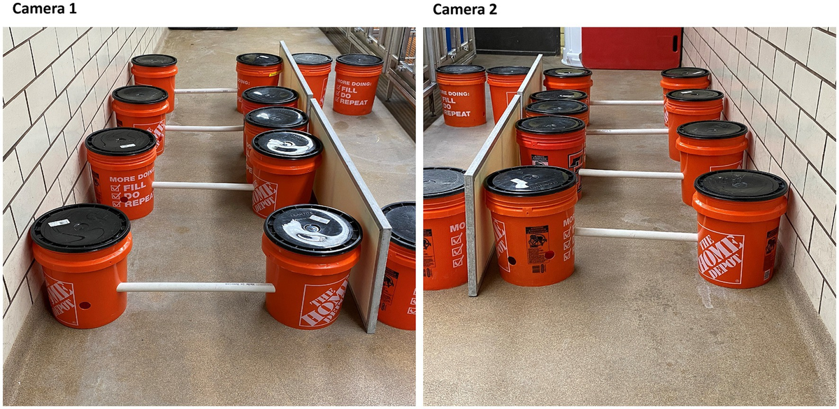 Frontiers | The horizontal ladder test (HLT) protocol: a novel ...