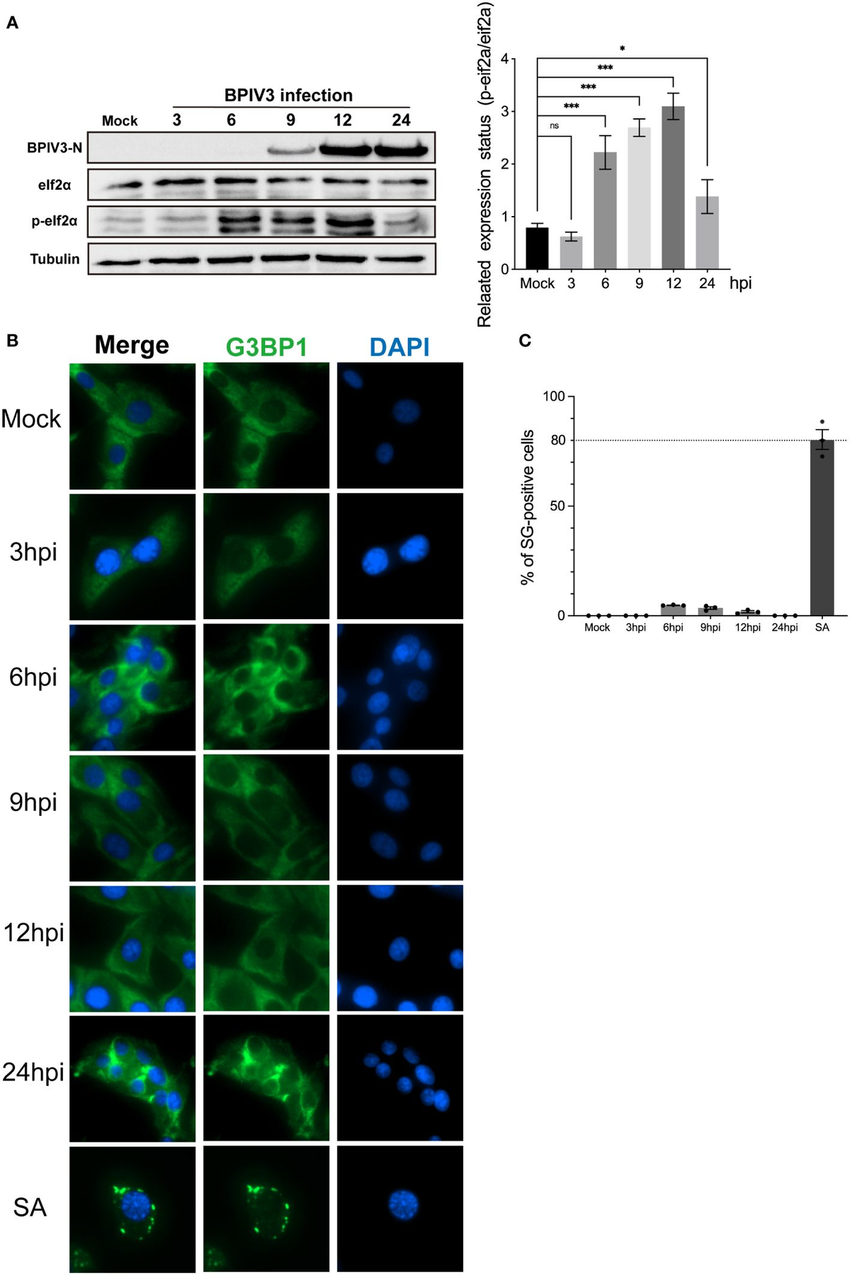Frontiers | Critical role of G3BP1 in bovine parainfluenza virus type 3 ...
