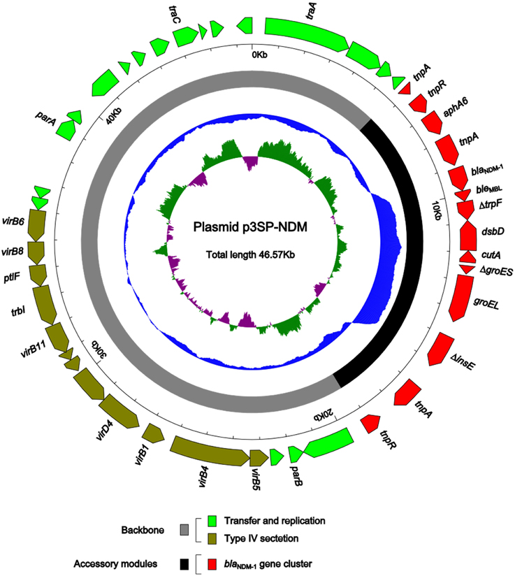 Frontiers | NDM-1 encoded by a pNDM-BJ01-like plasmid p3SP-NDM in ...