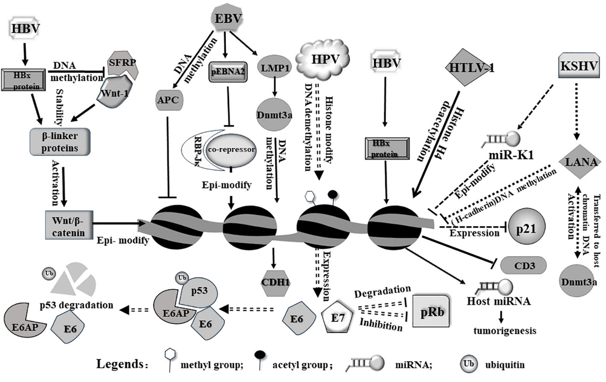 Frontiers | Virus-induced host genomic remodeling dysregulates gene ...