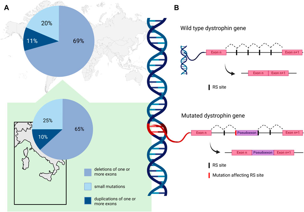 Frontiers | The complex landscape of DMD mutations: moving towards ...